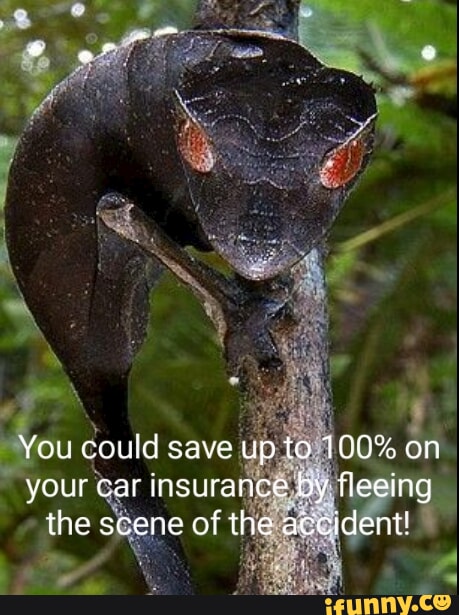 Geico memes. Best Collection of funny Geico pictures on iFunny