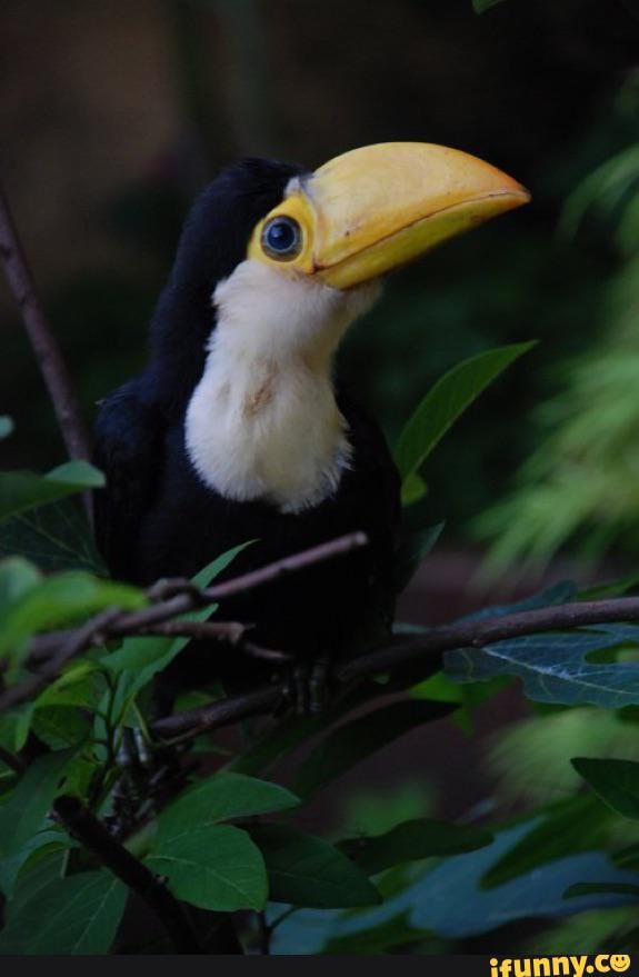 Tucan memes. Best Collection of funny Tucan pictures on iFunny