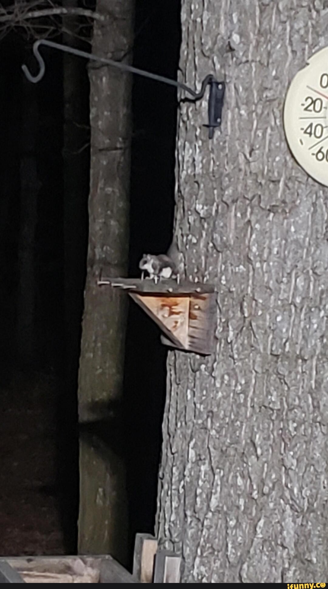 Flying_squirrel memes. Best Collection of funny Flying_squirrel ...