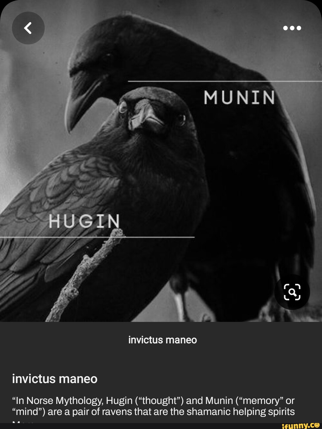 Munin memes. Best Collection of funny Munin pictures on iFunny