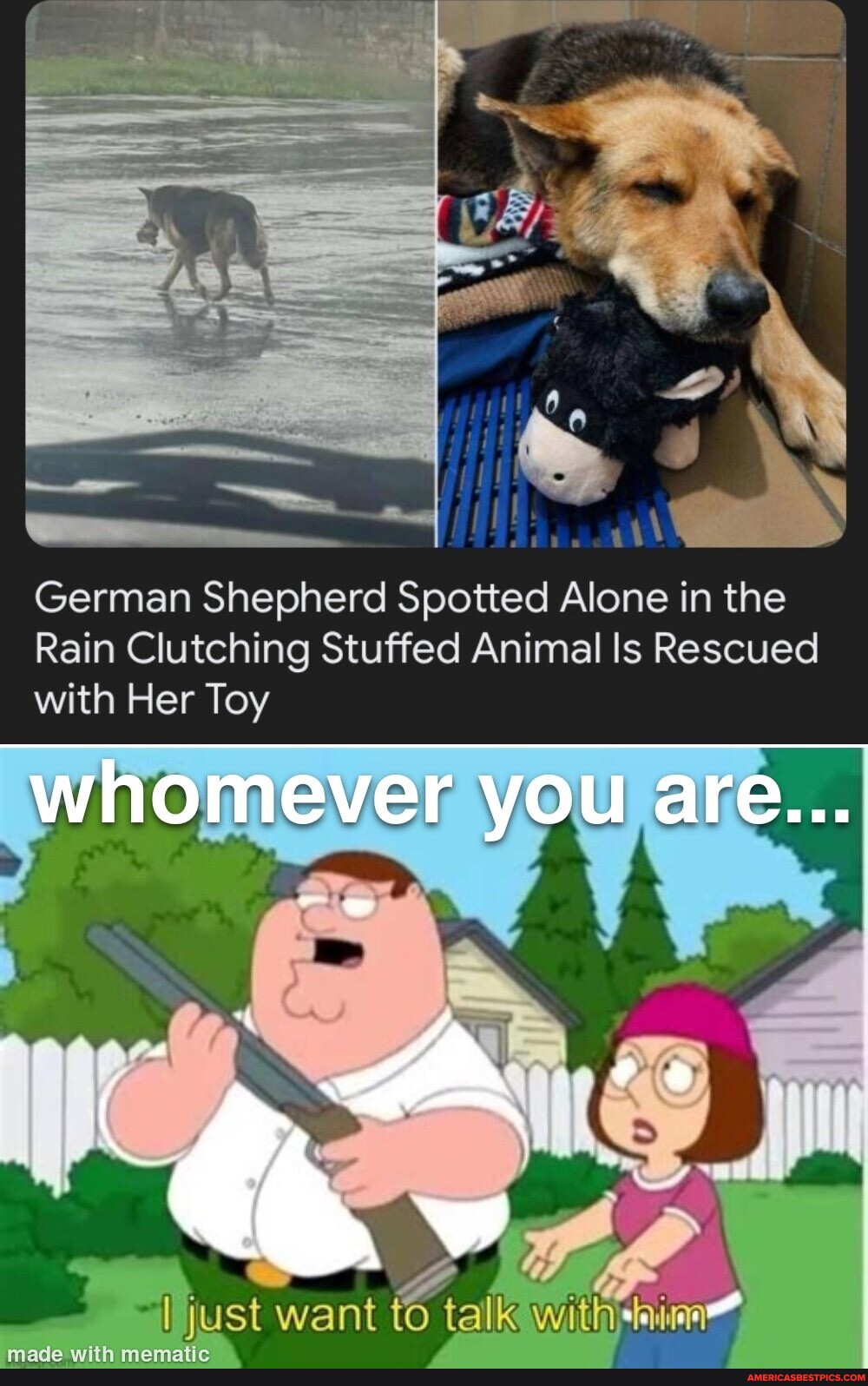 German Shepherd Spotted Alone in the Rain Clutching Stuffed Animal Is ...