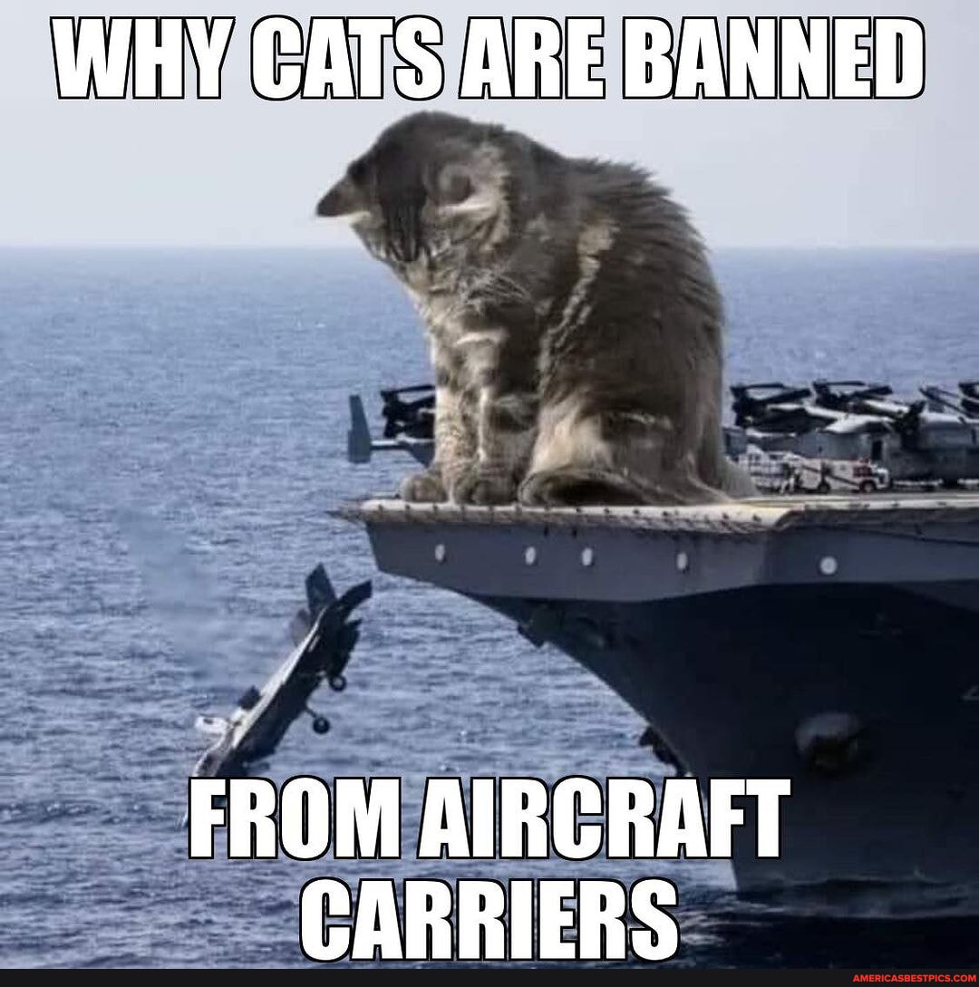 You’ve never seen a cat on an aircraft carrier just saying… Chapi - WHY ...