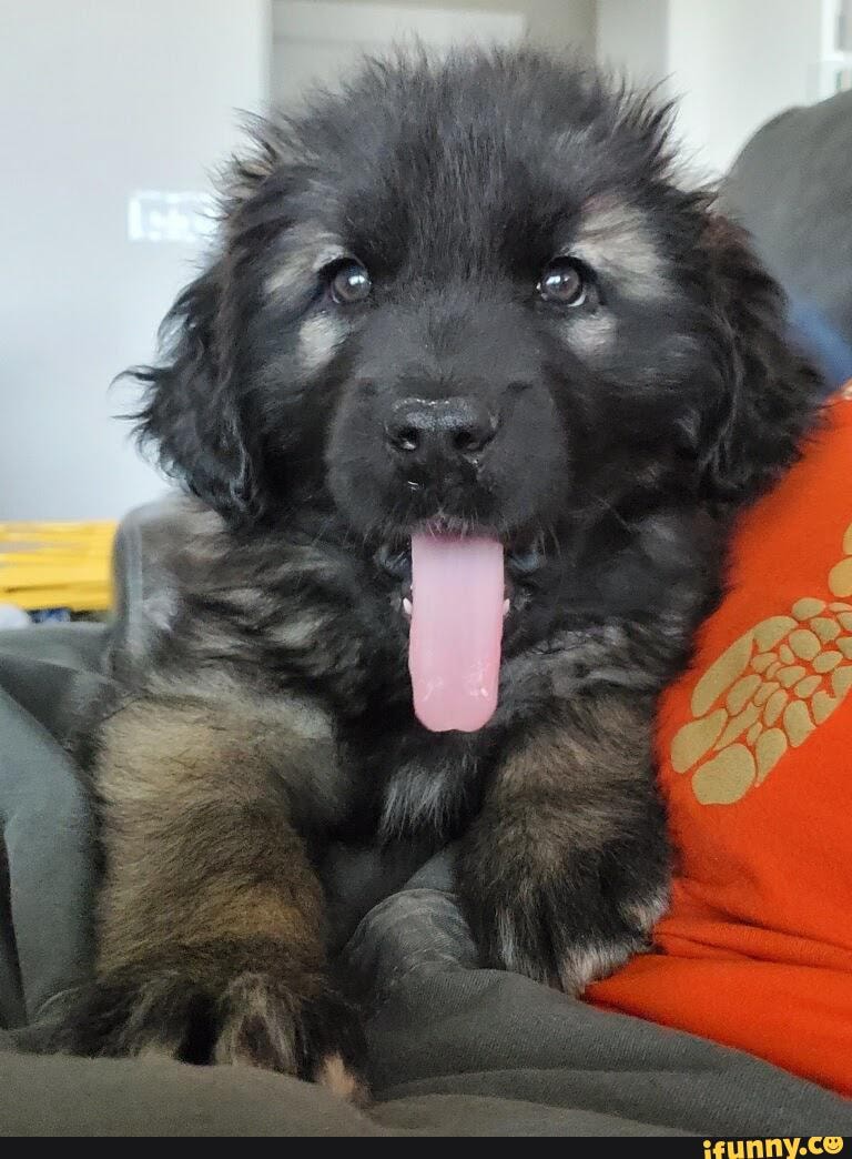 Leonberger memes. Best Collection of funny Leonberger pictures on iFunny