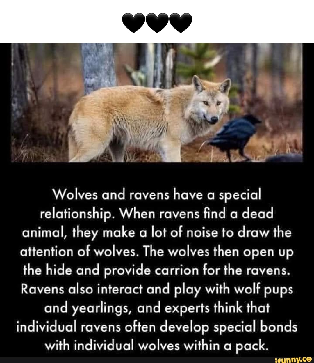 Carrion memes. Best Collection of funny Carrion pictures on iFunny