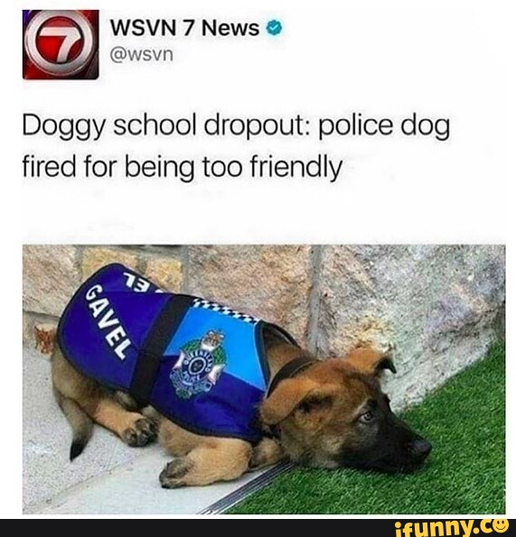 Doggy school dropout: police dog fired for being too friendly - iFunny