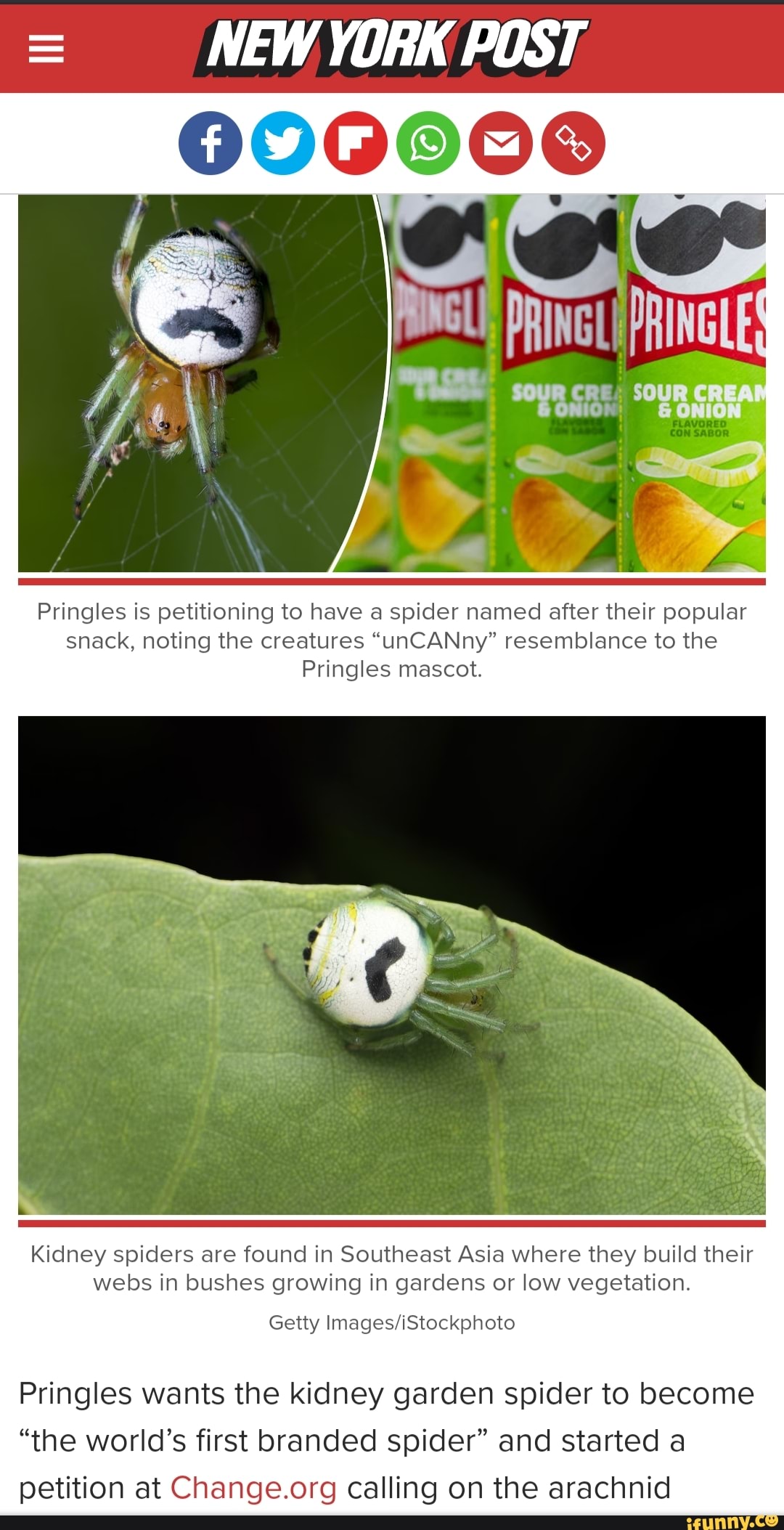 NEW YORK POST souR SOUR CREA Pringles is petitioning to have a spider ...