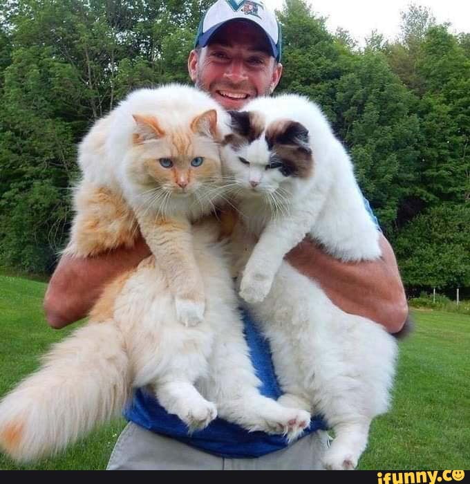 Ragdoll memes. Best Collection of funny Ragdoll pictures on iFunny