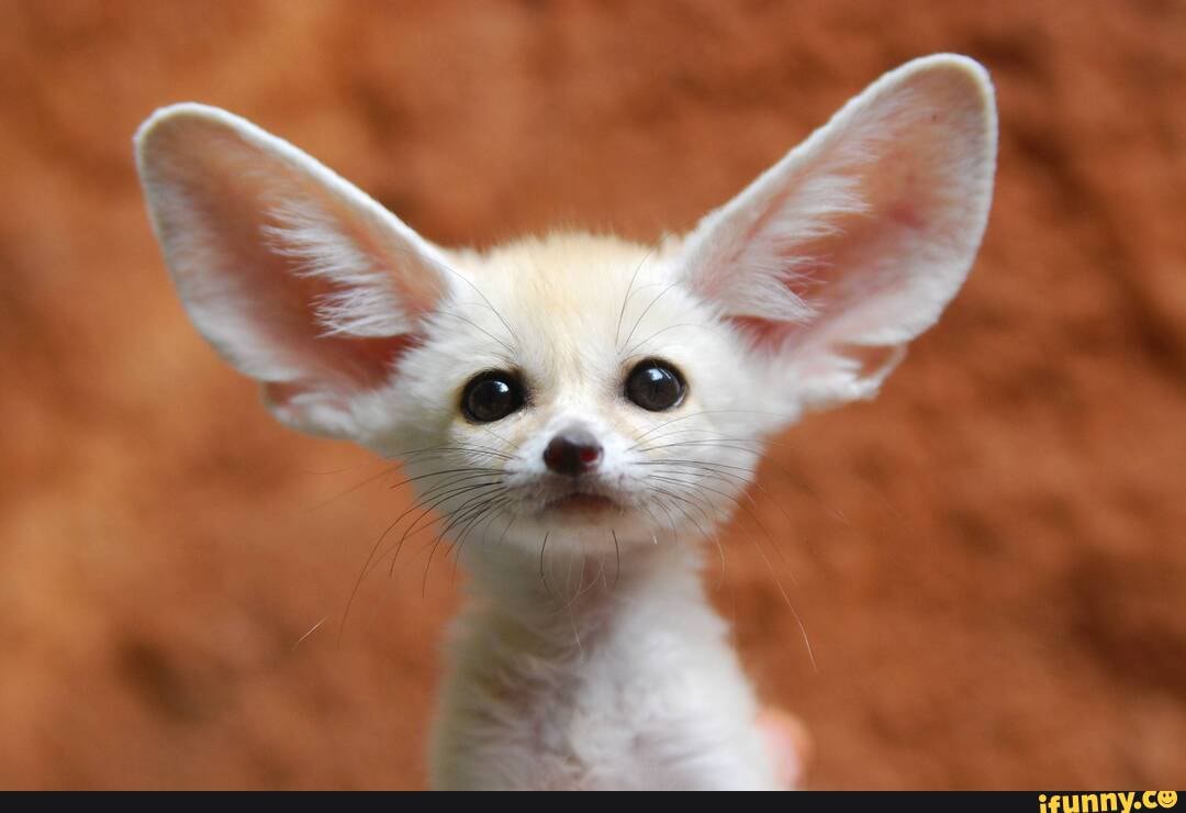 Jerboa memes. Best Collection of funny Jerboa pictures on iFunny