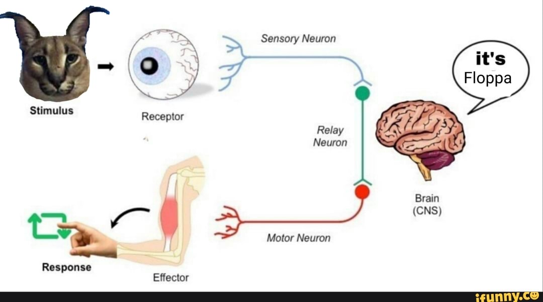 Sensory Neuron it's Floppa Stimulus Receptor Relay Neuron Brain (CNS ...
