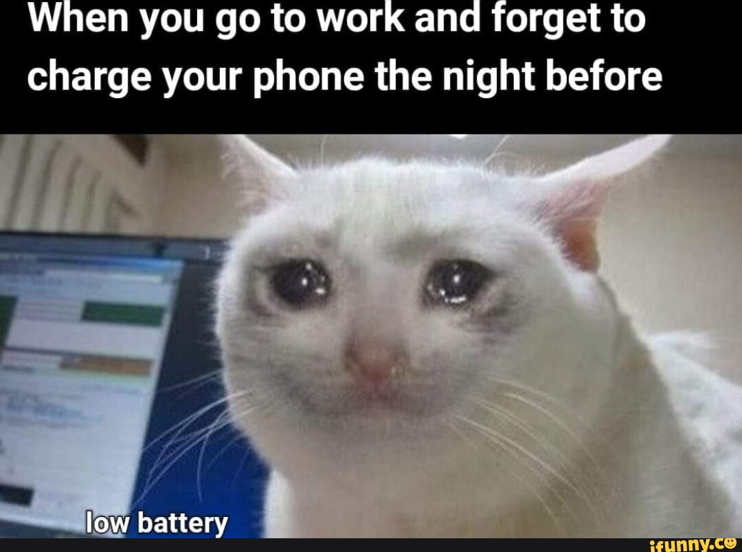 Sadcats memes. Best Collection of funny Sadcats pictures on iFunny