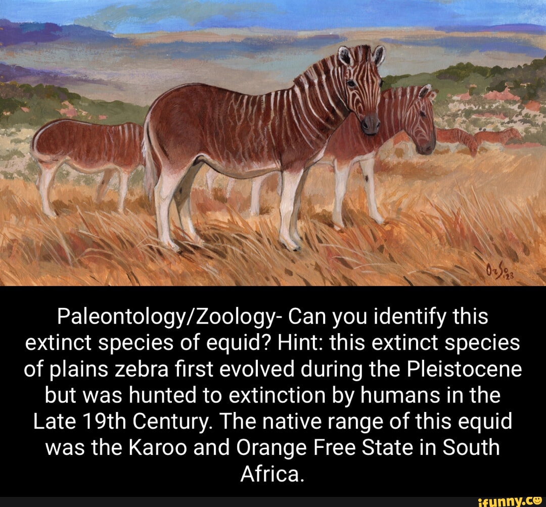 "he Can you identify this extinct species of equid? Hint: this extinct species of plains zebra ...