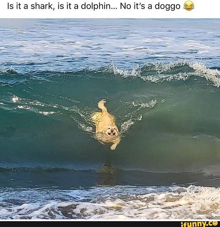 Is it a shark, is it a dolphin... No it's adoggo - iFunny