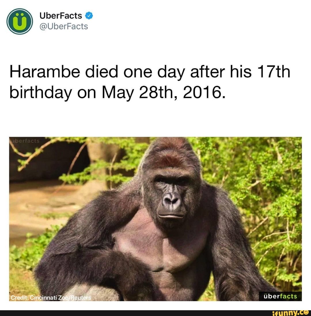 Harambe died one day after his 17th birthday on May 28th, 2016. - iFunny