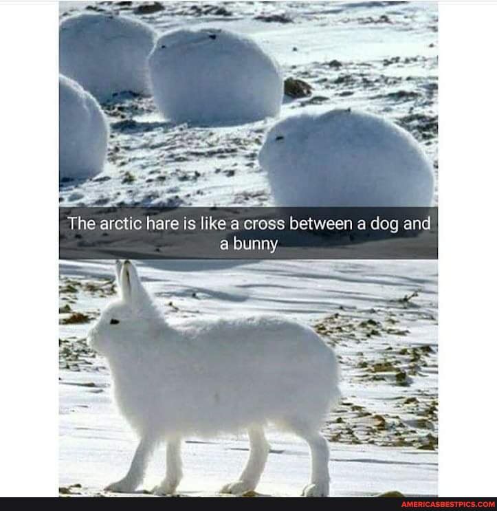 The arctic hare is like a cross between a dog and bunny - America’s ...