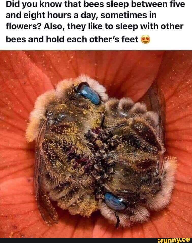 Did you know that bees sleep between five and eight hours a day ...