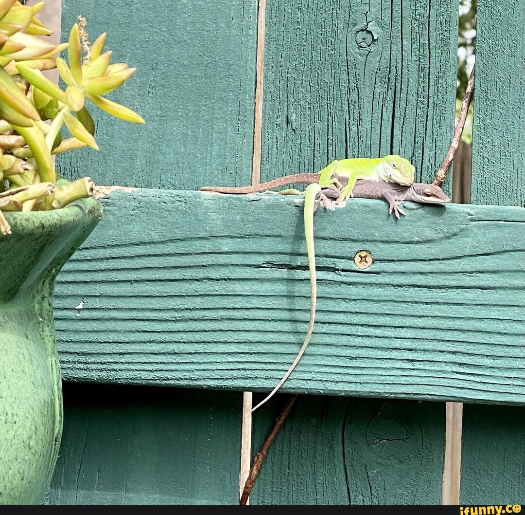 Anoles memes. Best Collection of funny Anoles pictures on iFunny