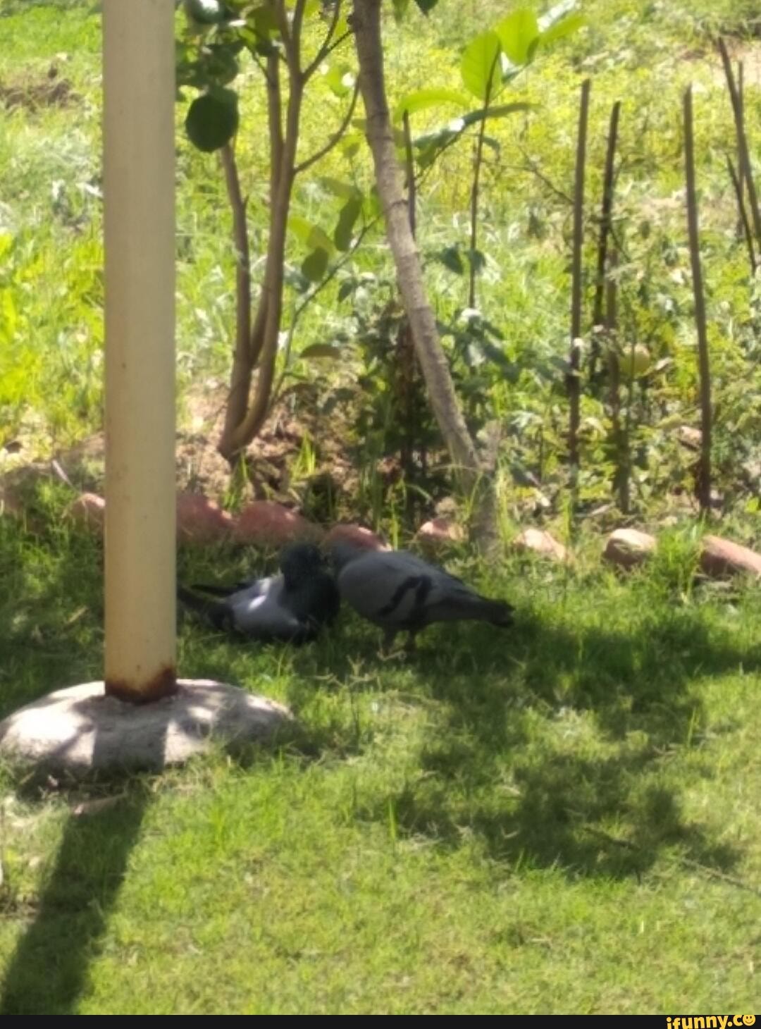 Canoodling memes. Best Collection of funny Canoodling pictures on iFunny