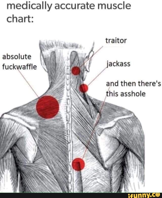 Medically accurate muscle chart: - iFunny