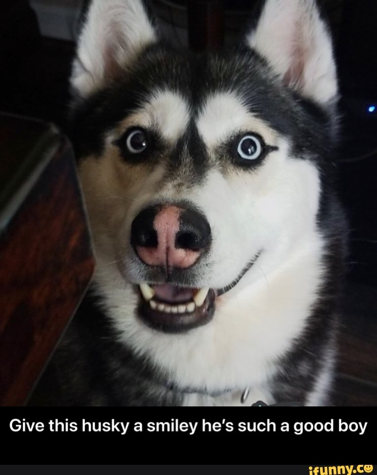 Give this husky a smiley he's such a good boy - Give this husky a ...