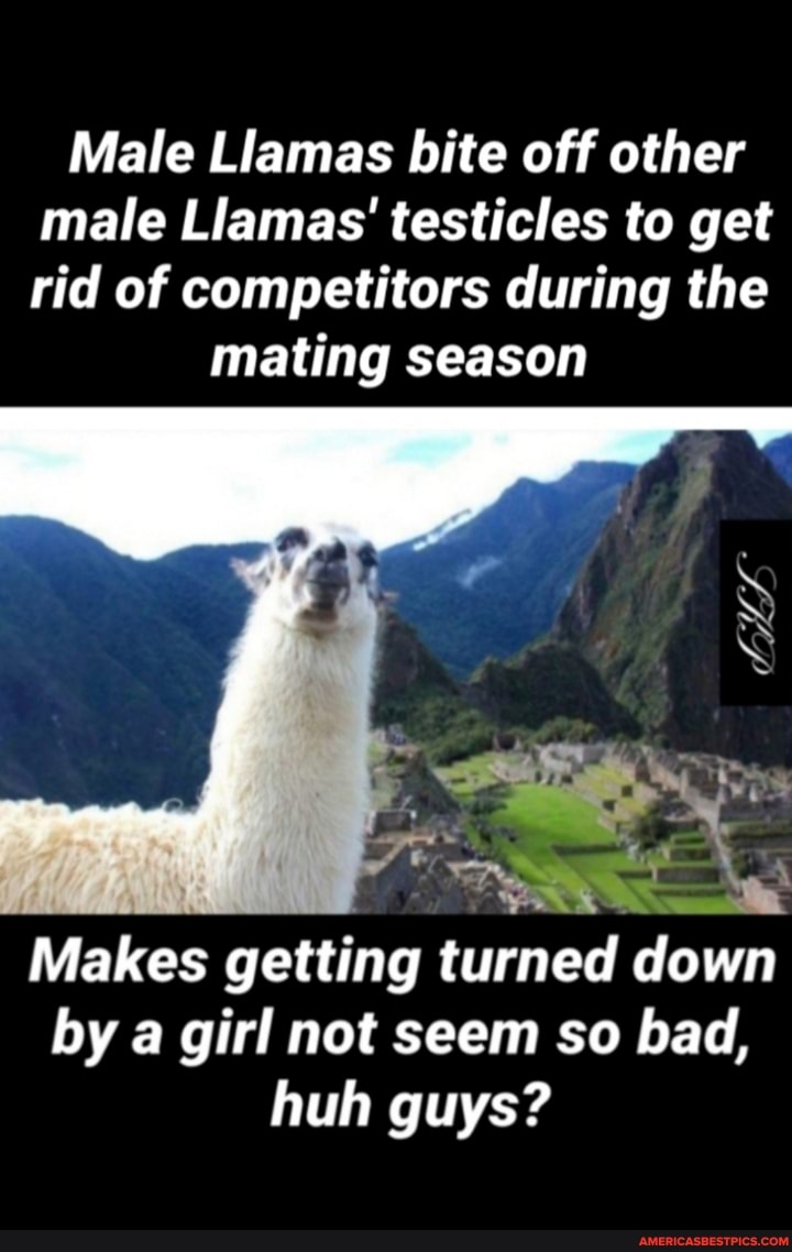 Male Llamas bite off other male Llamas' testicles to get rid of ...