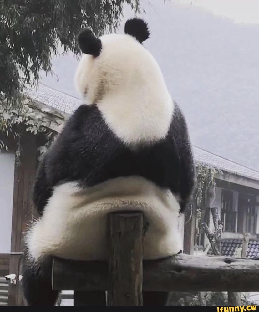 Why do pandas look like humans in a costume - iFunny