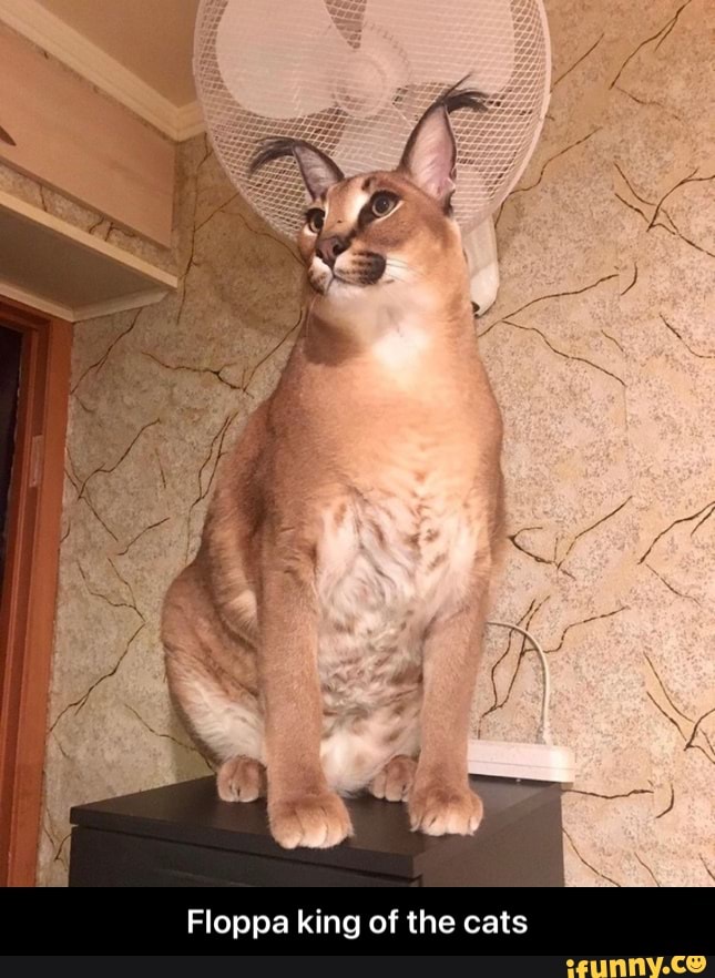 Floppa king of the cats - Floppa king of the cats - iFunny