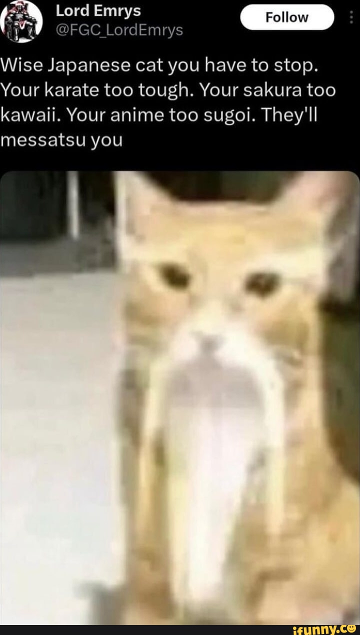 Lord Emrys Follow @FGC_LordEmrys Wise Japanese cat you have to stop ...