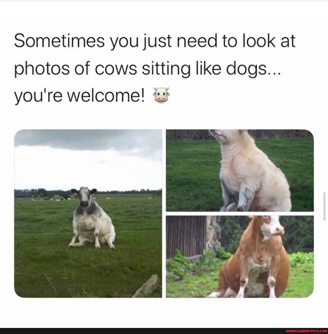 Sometimes you just need to look at photos of cows sitting like dogs ...