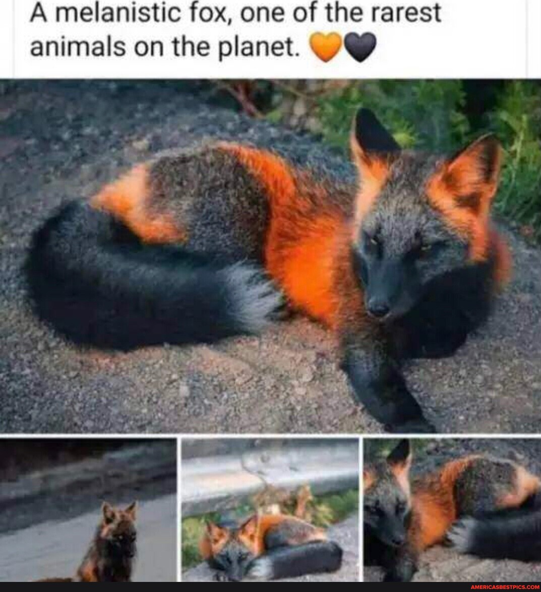 A melanistic fox, one of the rarest animals on the planet. C) - America ...