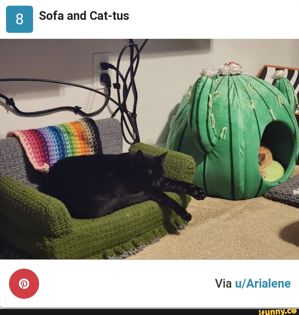 Sofa and Cat-tus Via - iFunny