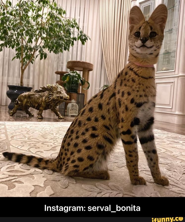 Serval memes. Best Collection of funny Serval pictures on iFunny