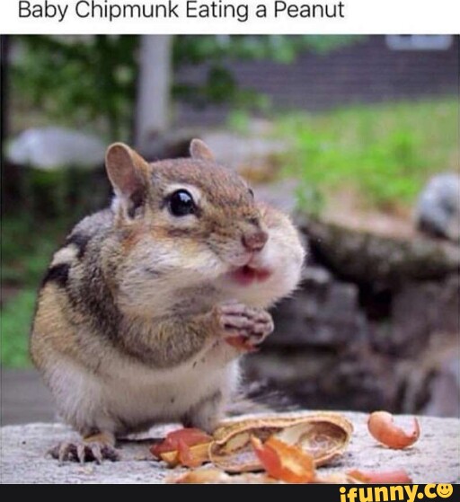 Chipmunk memes. Best Collection of funny Chipmunk pictures on iFunny