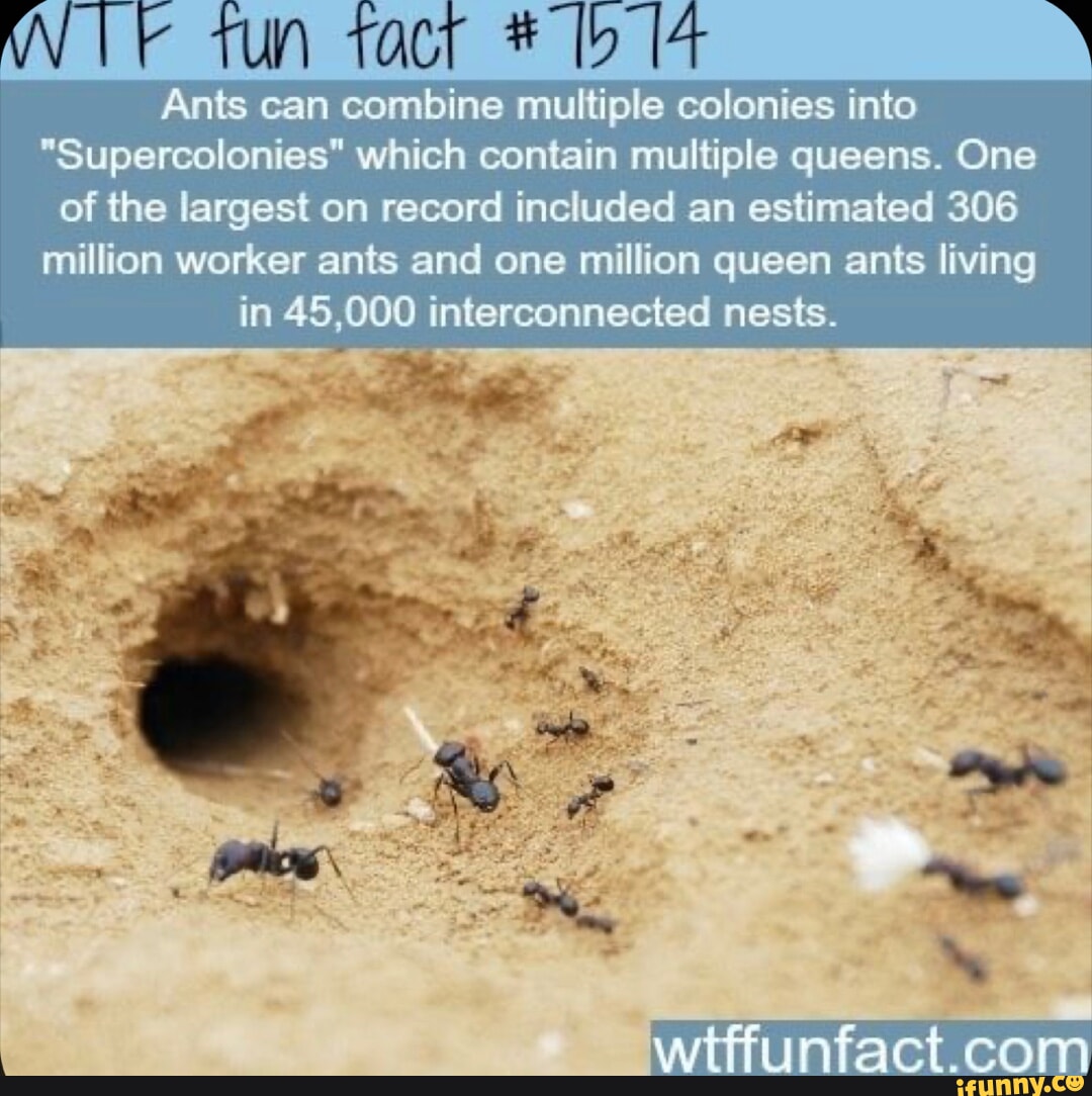 IN tact Ib Ants can combine multiple colonies into "Supercolonies ...