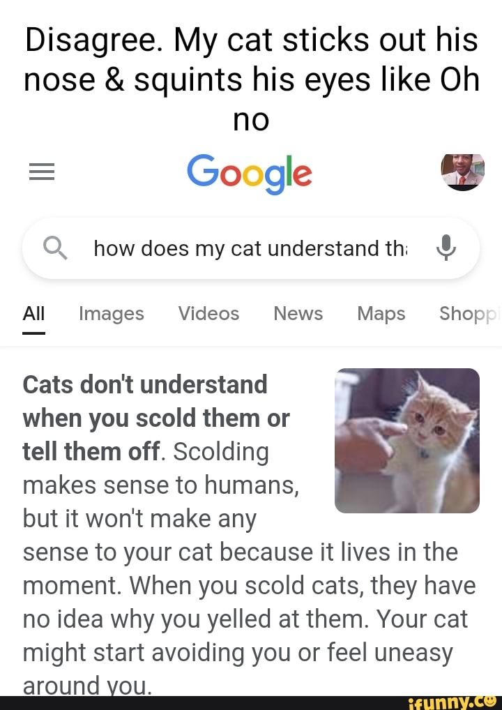 Oh No She Didnt Cat