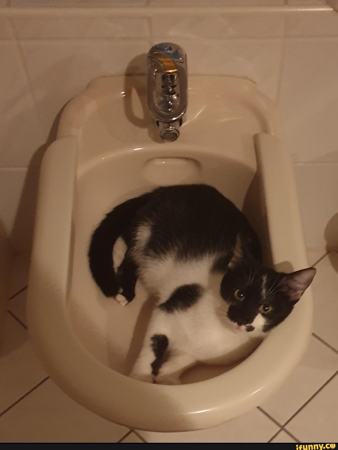 Dudette memes. Best Collection of funny Dudette pictures on iFunny