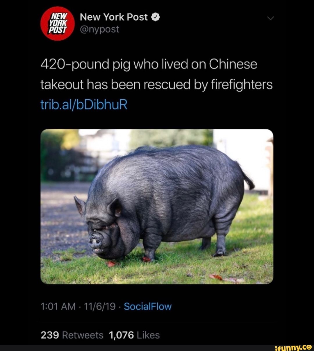 NEW PaST 420-pound pig who lived on Chinese takeout has been rescued by ...
