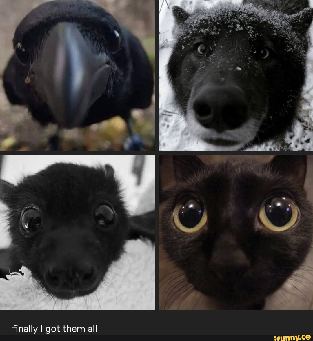 Finally I got them all - iFunny