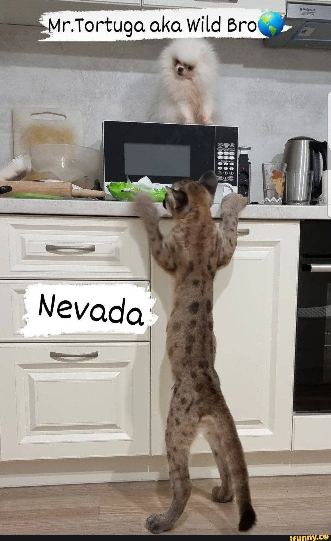 Puma_mom memes. Best Collection of funny Puma_mom pictures on iFunny