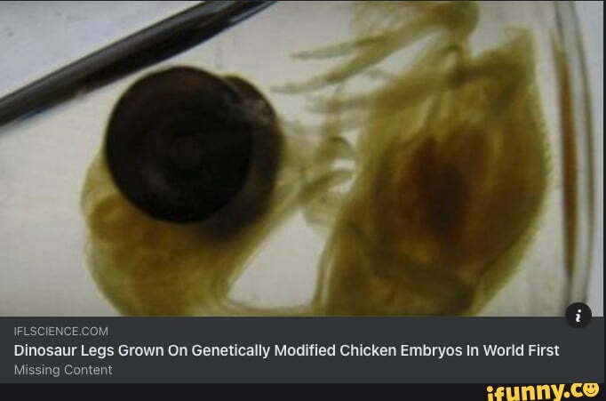 Dinosaur Legs Grown On Genetically Modified Chicken Embryos In World ...