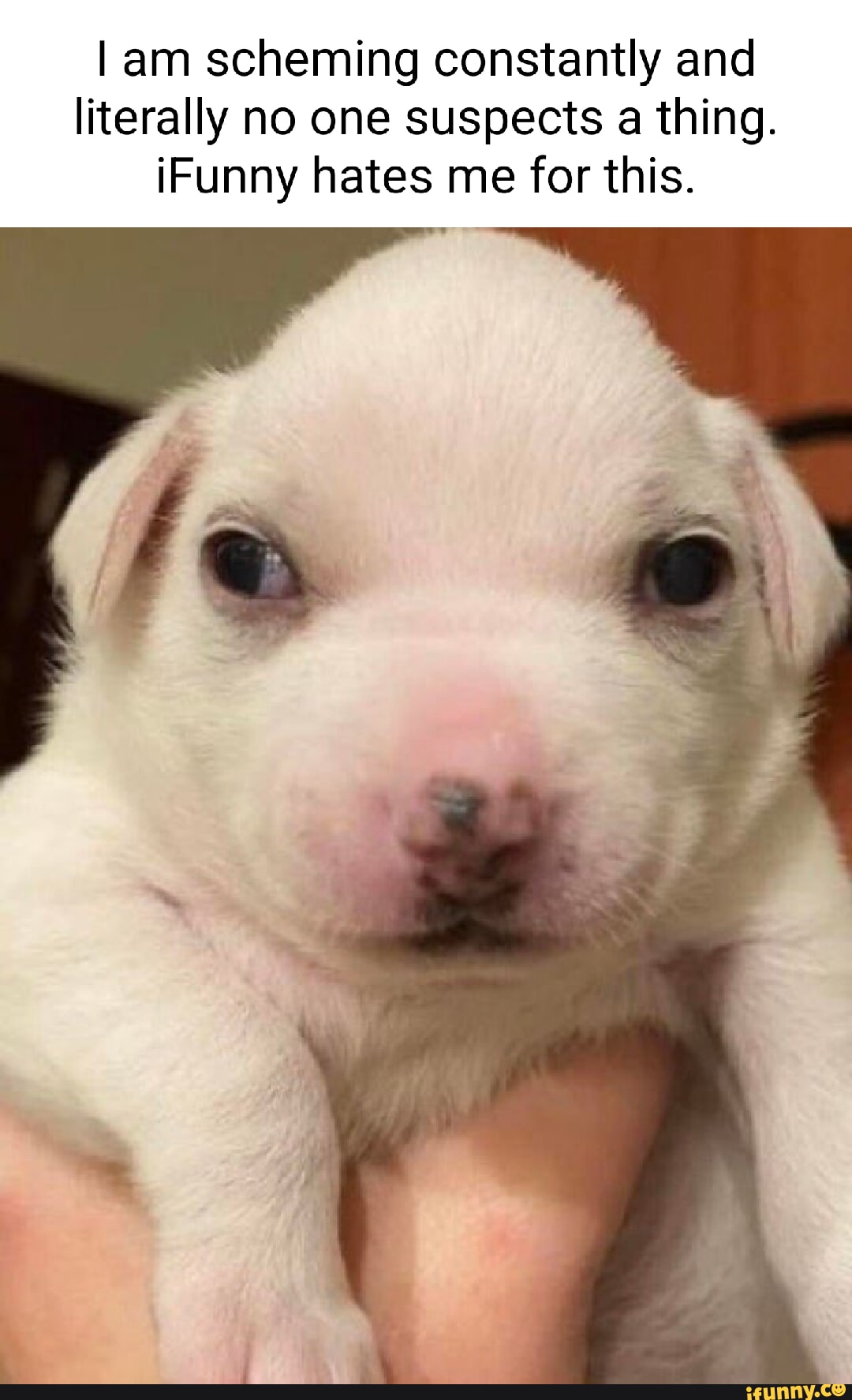 Lam scheming constantly and literally no one suspects thing. iFunny ...