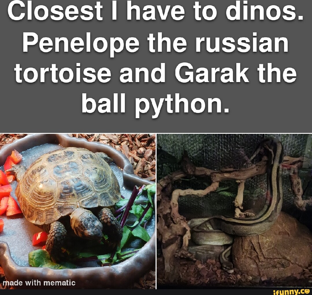 Garak memes. Best Collection of funny Garak pictures on iFunny