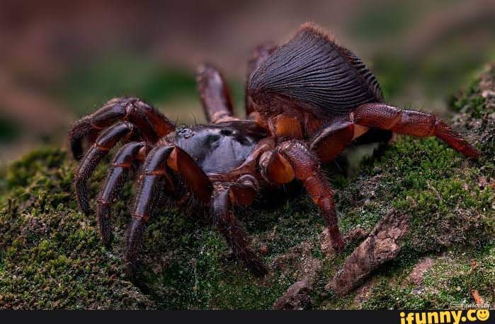 This is the cyclosmis, and its incredible abdomen looks like an ancient ...