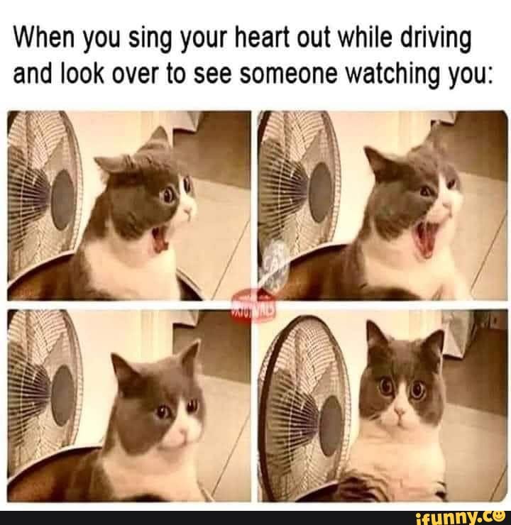 Fantastic Feline memes - When you sing your heart out while driving and ...