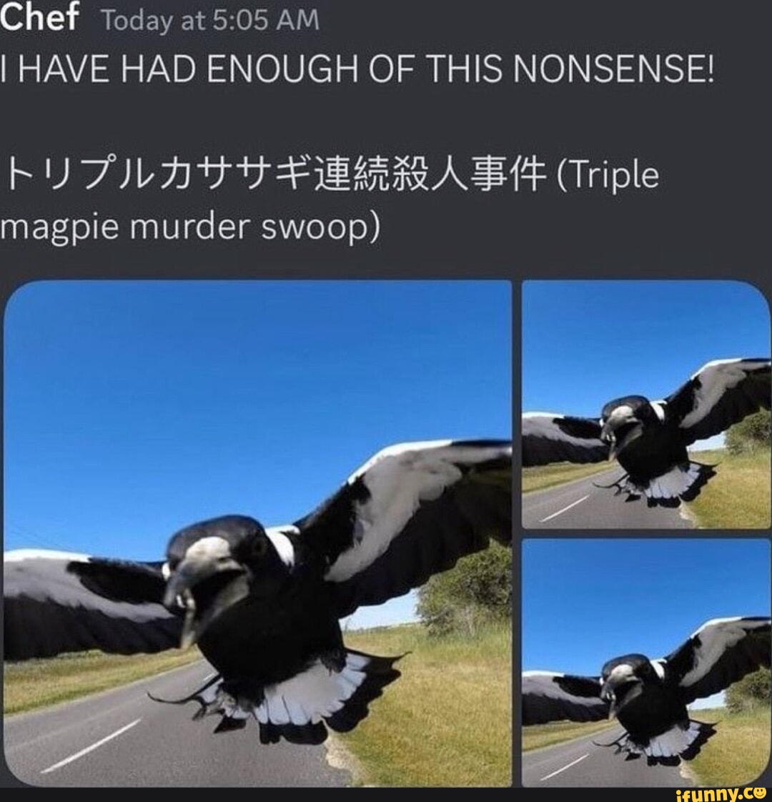 Magpie memes. Best Collection of funny Magpie pictures on iFunny