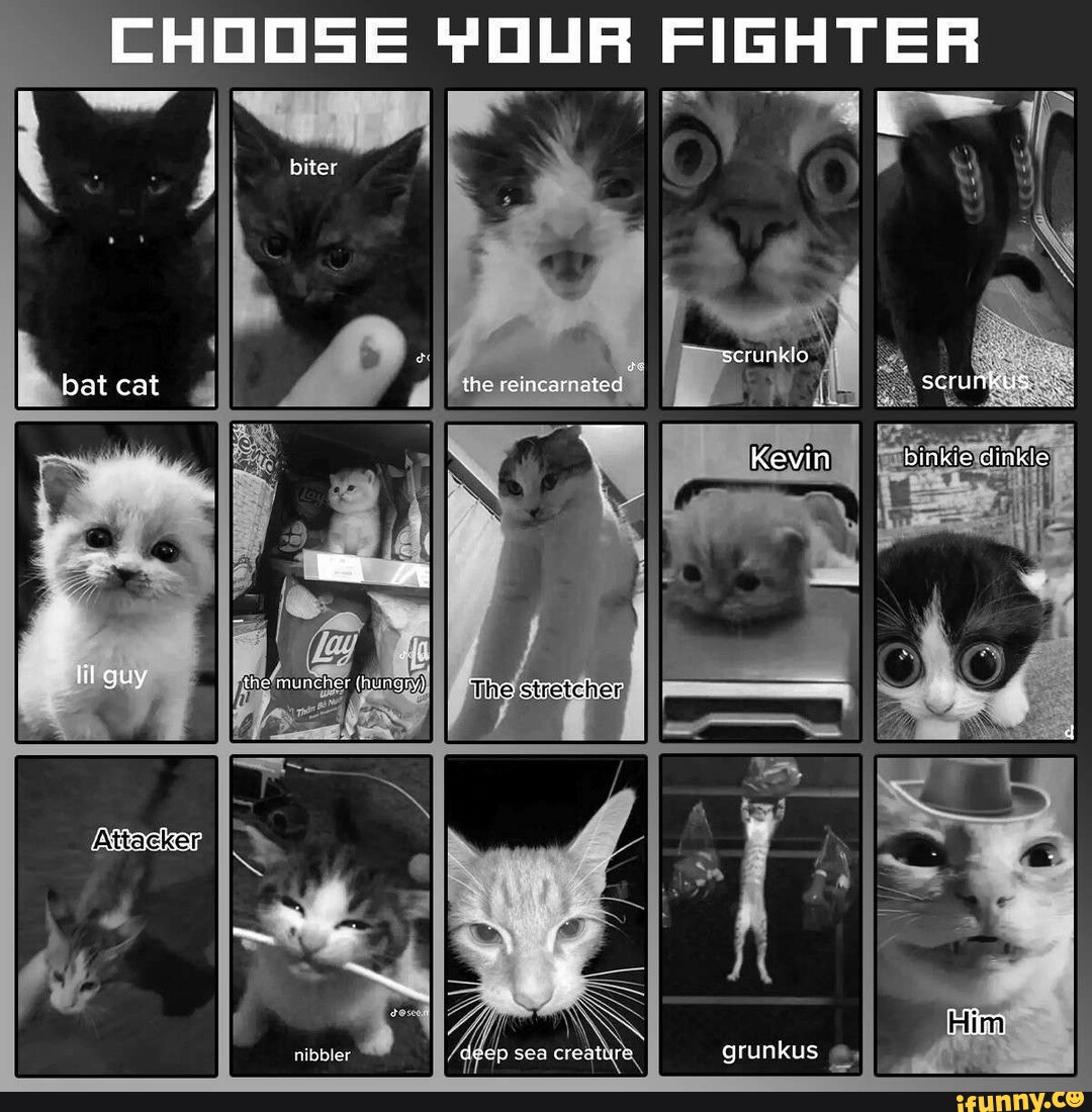 CHOOSE YOUR FIGHTER bat cat the reincarnated Guy Muncher apdher ...