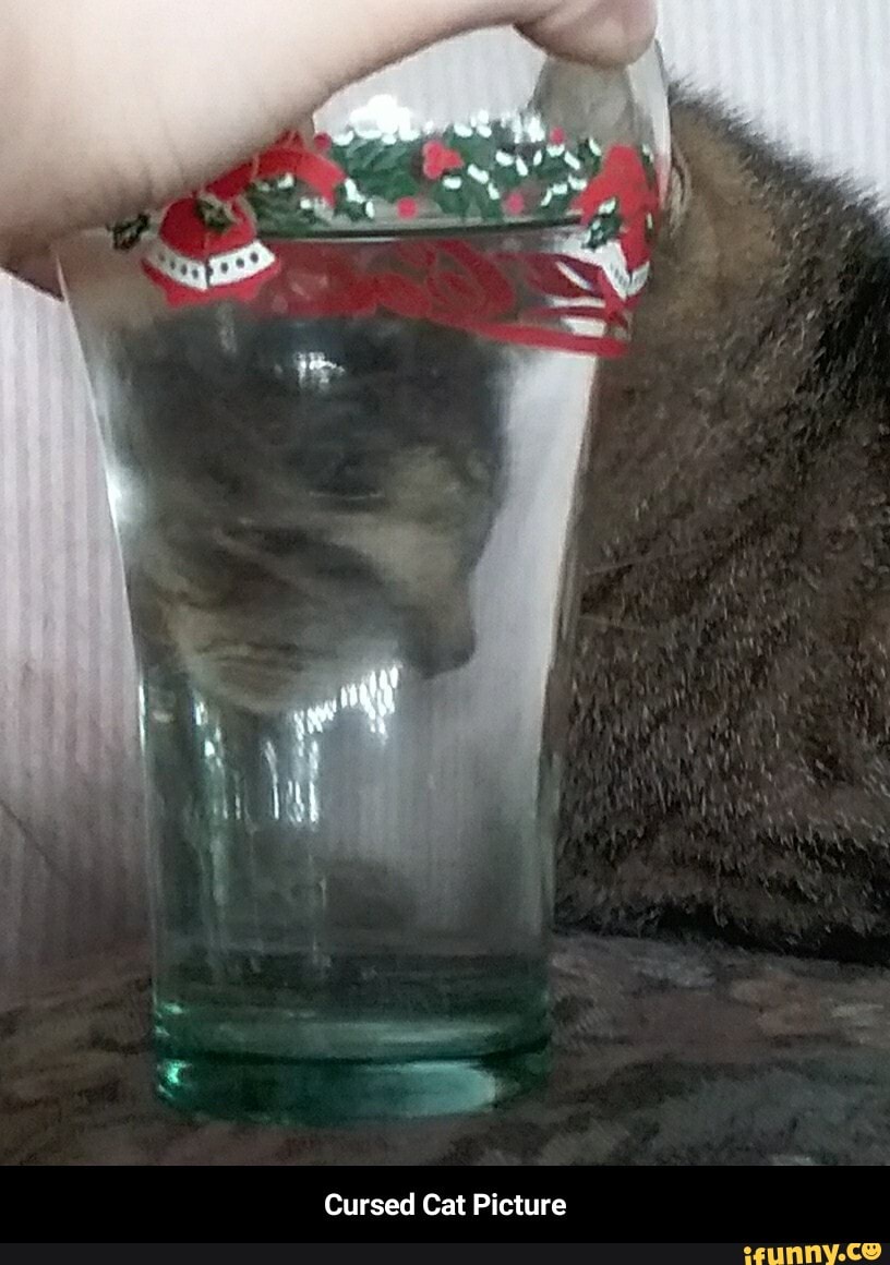 Cursed Cat Picture - Cursed Cat Picture - iFunny