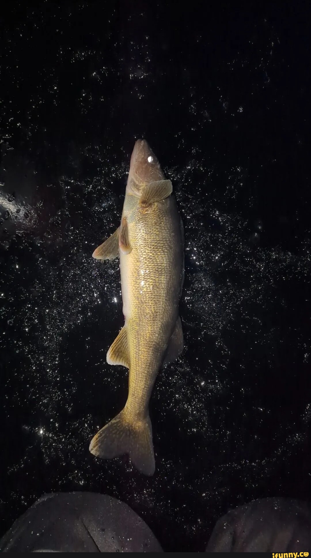 Walleye memes. Best Collection of funny Walleye pictures on iFunny