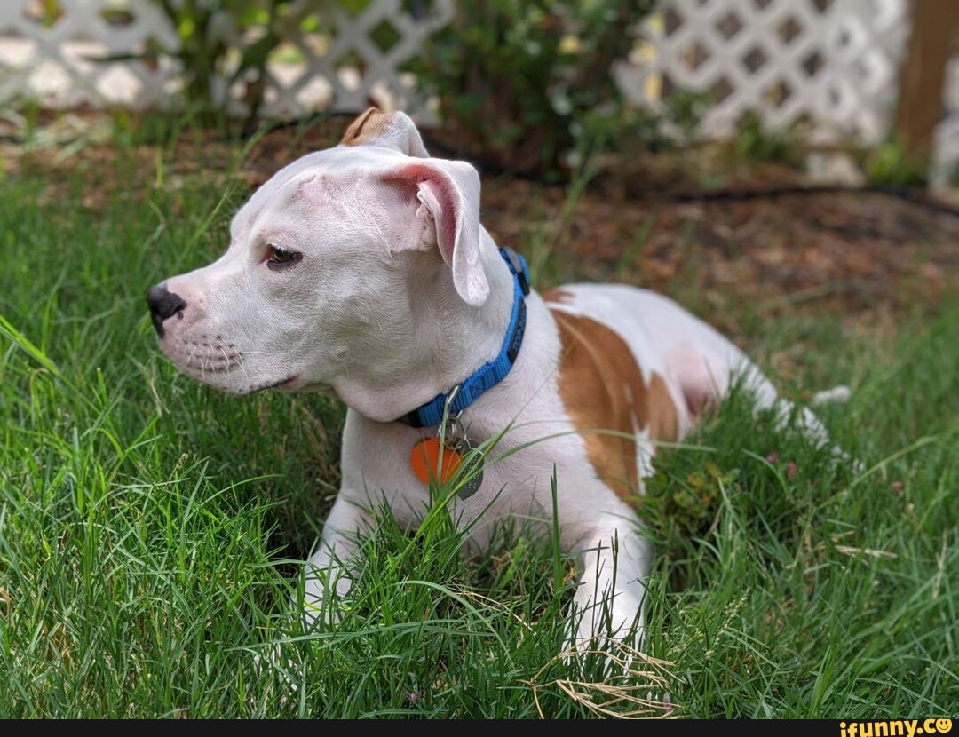 Pibble memes. Best Collection of funny Pibble pictures on iFunny