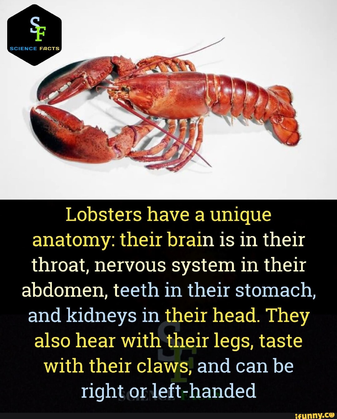 Lobsters have a unique anatomy: their brain is in their throat, nervous ...