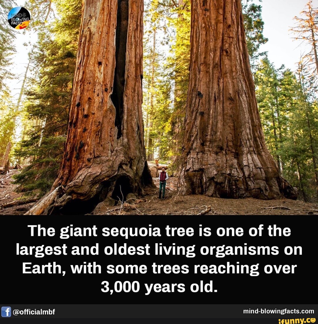 The giant sequoia tree is one of the largest and oldest living organisms on Earth, with some ...